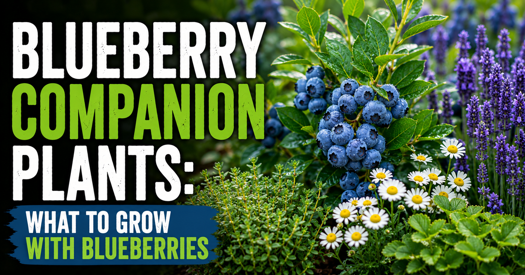 Blueberry Companion Plants: What to Grow With Blueberries – Weaver ...