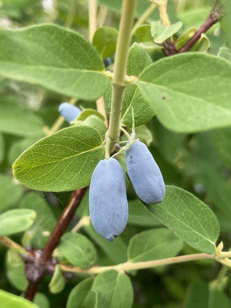 Honeyberry Plants for Sale | Buy Haskap Berry Plants Online – Weaver ...