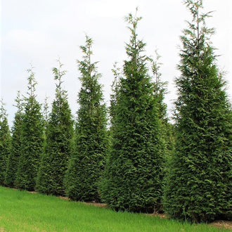 Eastern Red Cedar Tree Guide: Growth, Benefits & How to Plant – Weaver ...