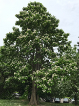 Northern Catalpa Tree for Sale | Buy Big Leaf Cigar Tree Online ...
