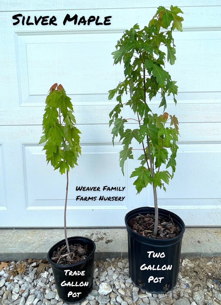 Silver Maple Tree for Sale: Fast-Growing Shade Tree (Acer Saccharinum ...