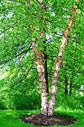 Water Birch for Sale | Fast-Growing River Birch (Betula Nigra) – Weaver ...