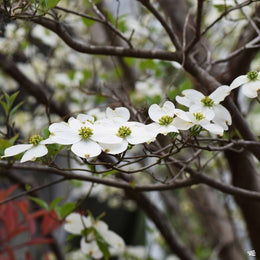 White Dogwood Tree for Sale | Buy Flowering Dogwood Trees – Weaver ...
