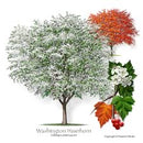 Washington Hawthorn Tree for Sale | Buy Crataegus phaenopyrum Online ...