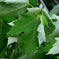 Silver Maple Tree for Sale: Fast-Growing Shade Tree (Acer Saccharinum ...