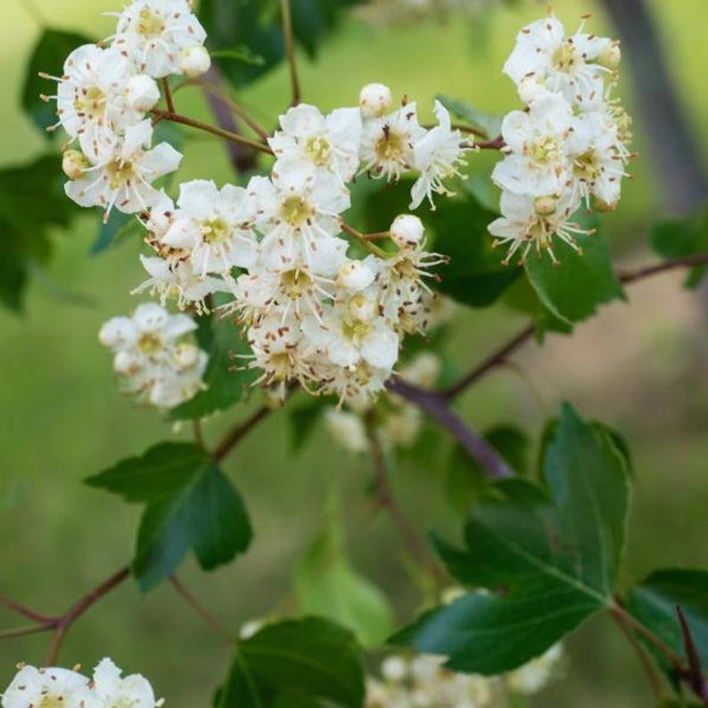 Washington Hawthorn Tree for Sale | Buy Crataegus phaenopyrum Online ...