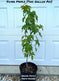Silver Maple Tree for Sale: Fast-Growing Shade Tree (Acer Saccharinum ...